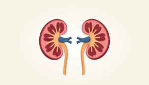 Kidney Labeled Model: A Comprehensive Guide with Diagram